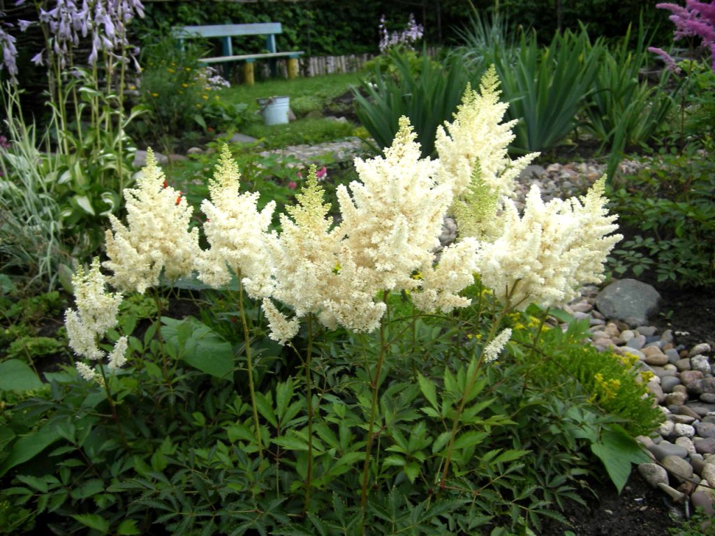ASTILBE | FLOWERS WORLD
