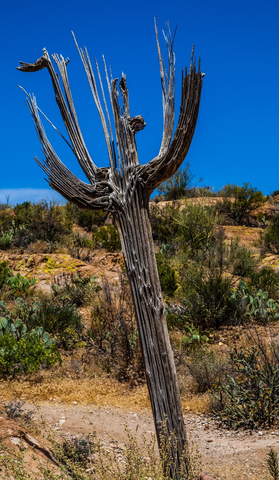 Walking Arizona: Saguaro Skeleton