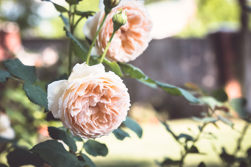 FocusingOnLife: Becoming a Rose Person