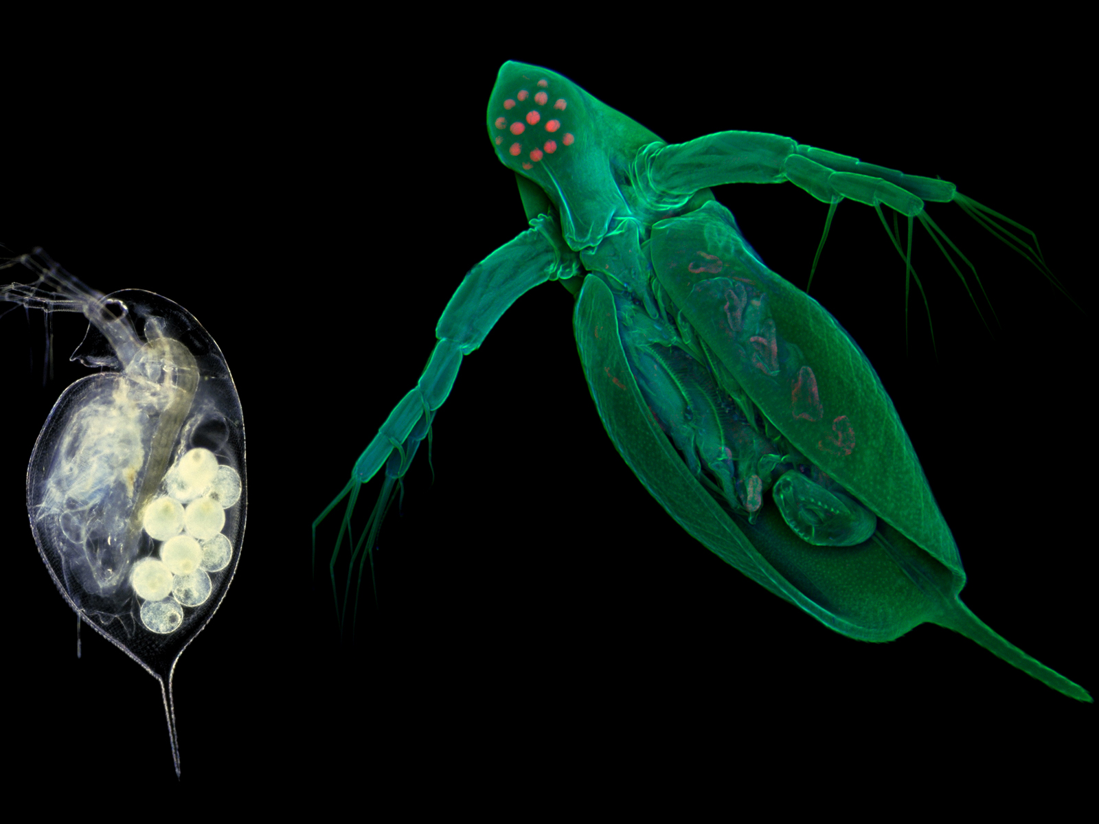 Divulgación Científica: La pulga de agua tiene 10.000 genes más que el ...