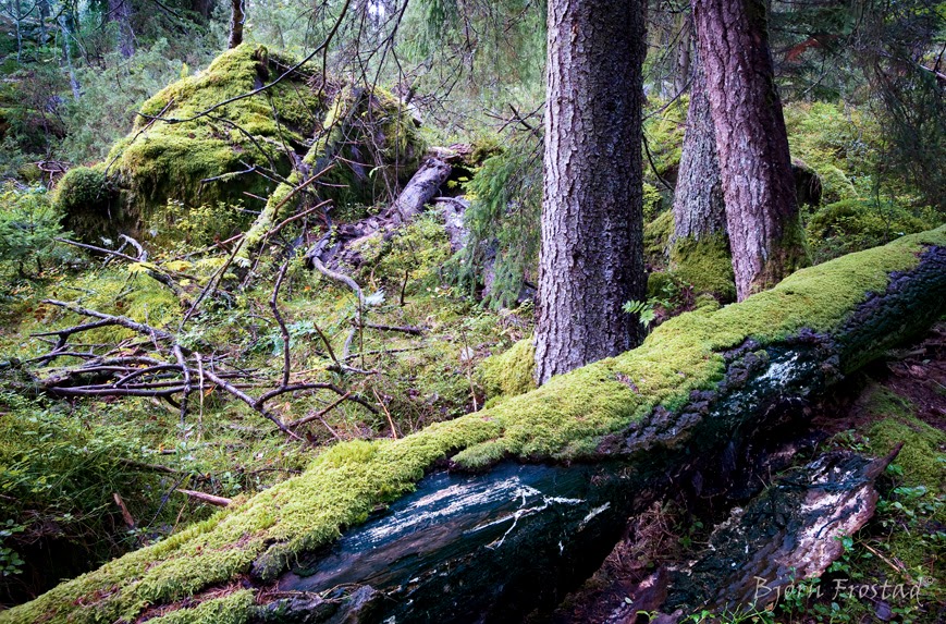 Naturnytt Østfold: februar 2014
