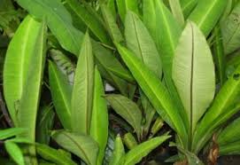 SERAPAT - Parameria Polyneura ~ Khasiat herba-herba dan khazanah Alam