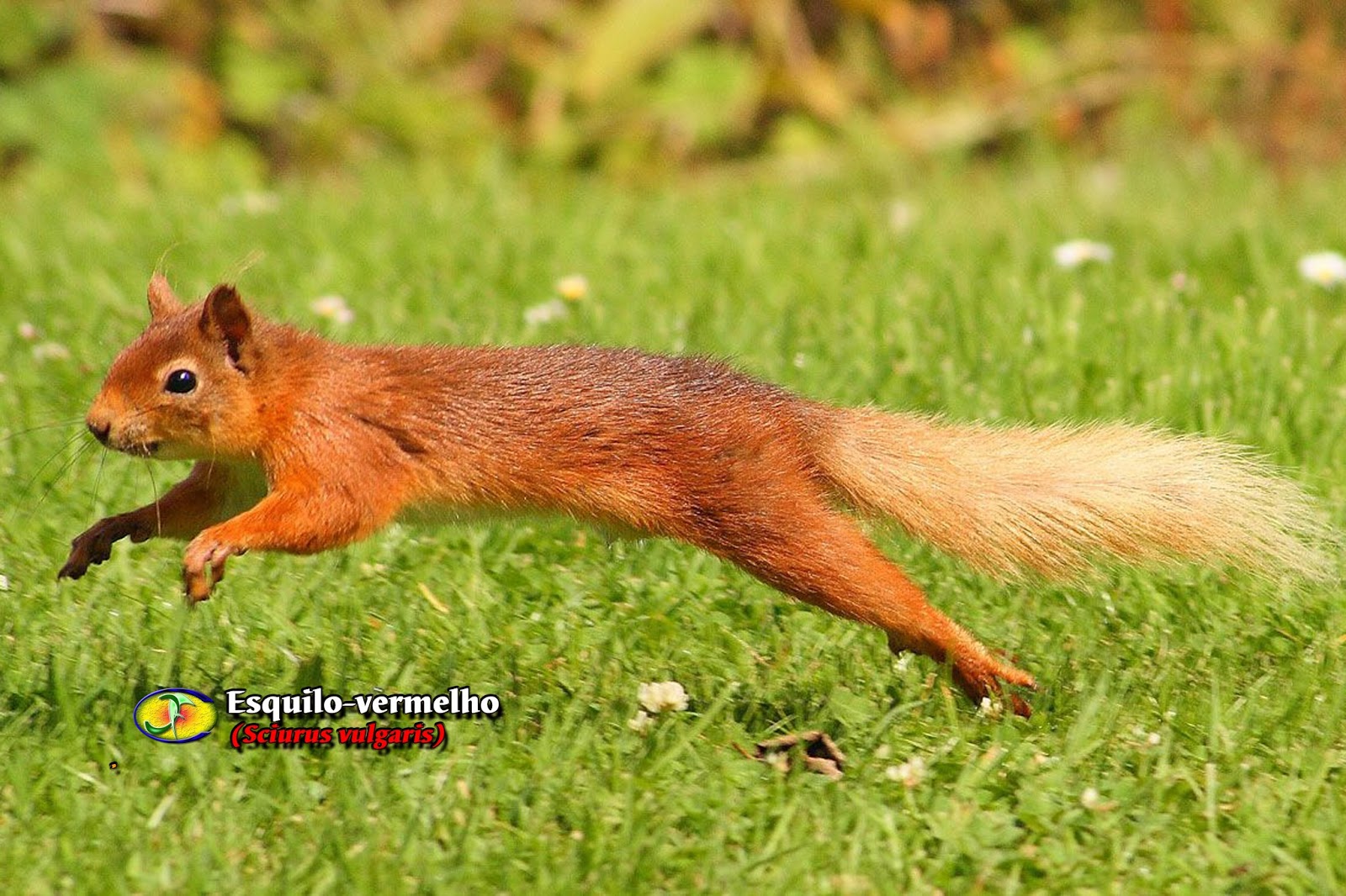 Zoologia: Esquilo-vermelho (Sciurus vulgaris)