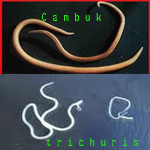 Jenis dan Macam-macam Cacing di Usus Anjing | Penyakit Anjing