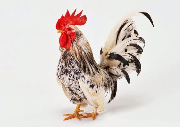 21 Gambar Ayam Stock Photo High Resolution