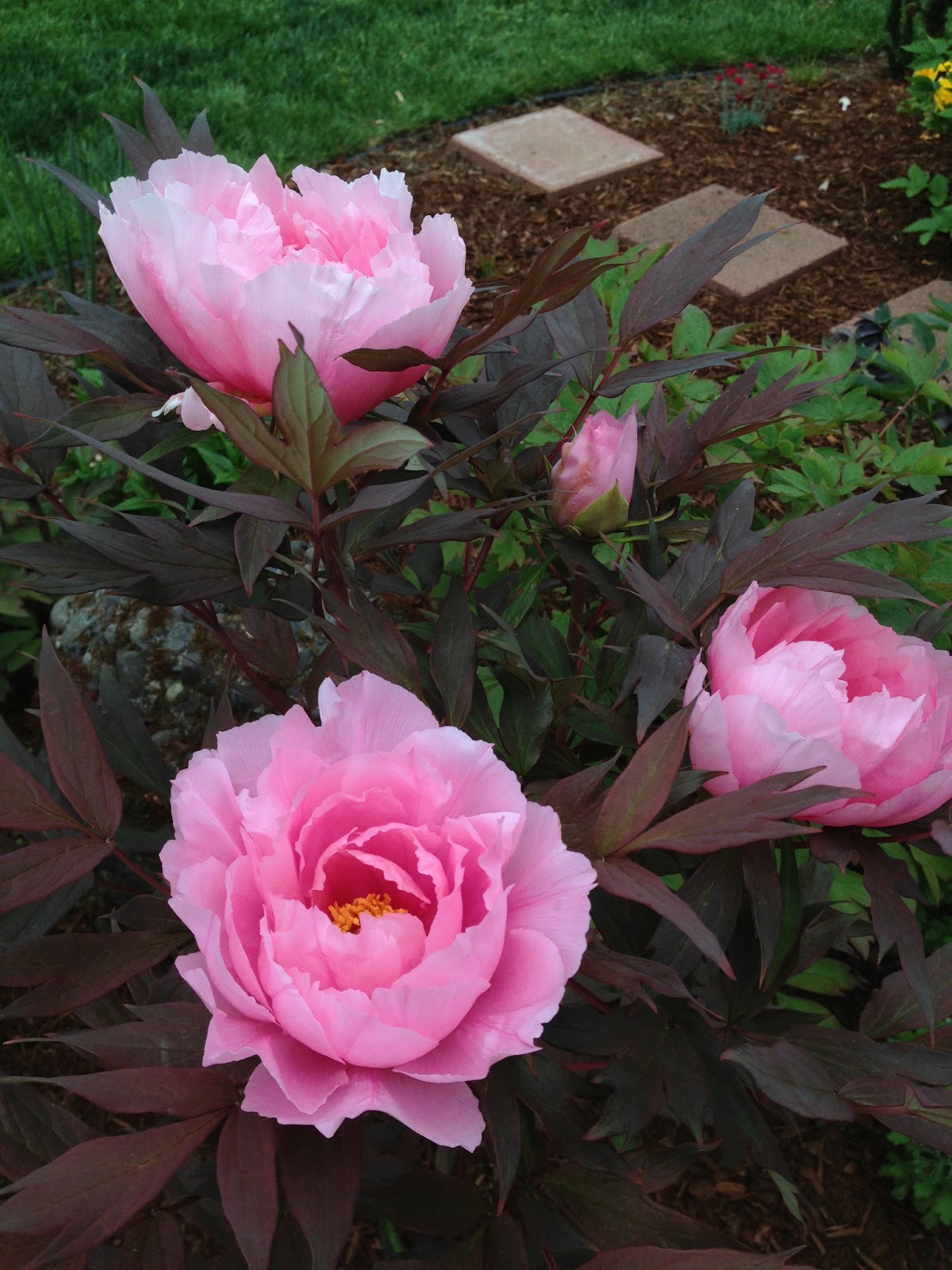 The Lents Farmer: Peonies - Round Two!