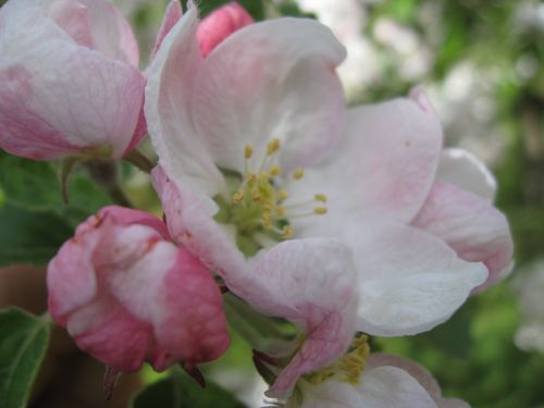 The Orchard Year: Idared Apple - Blossom Walk