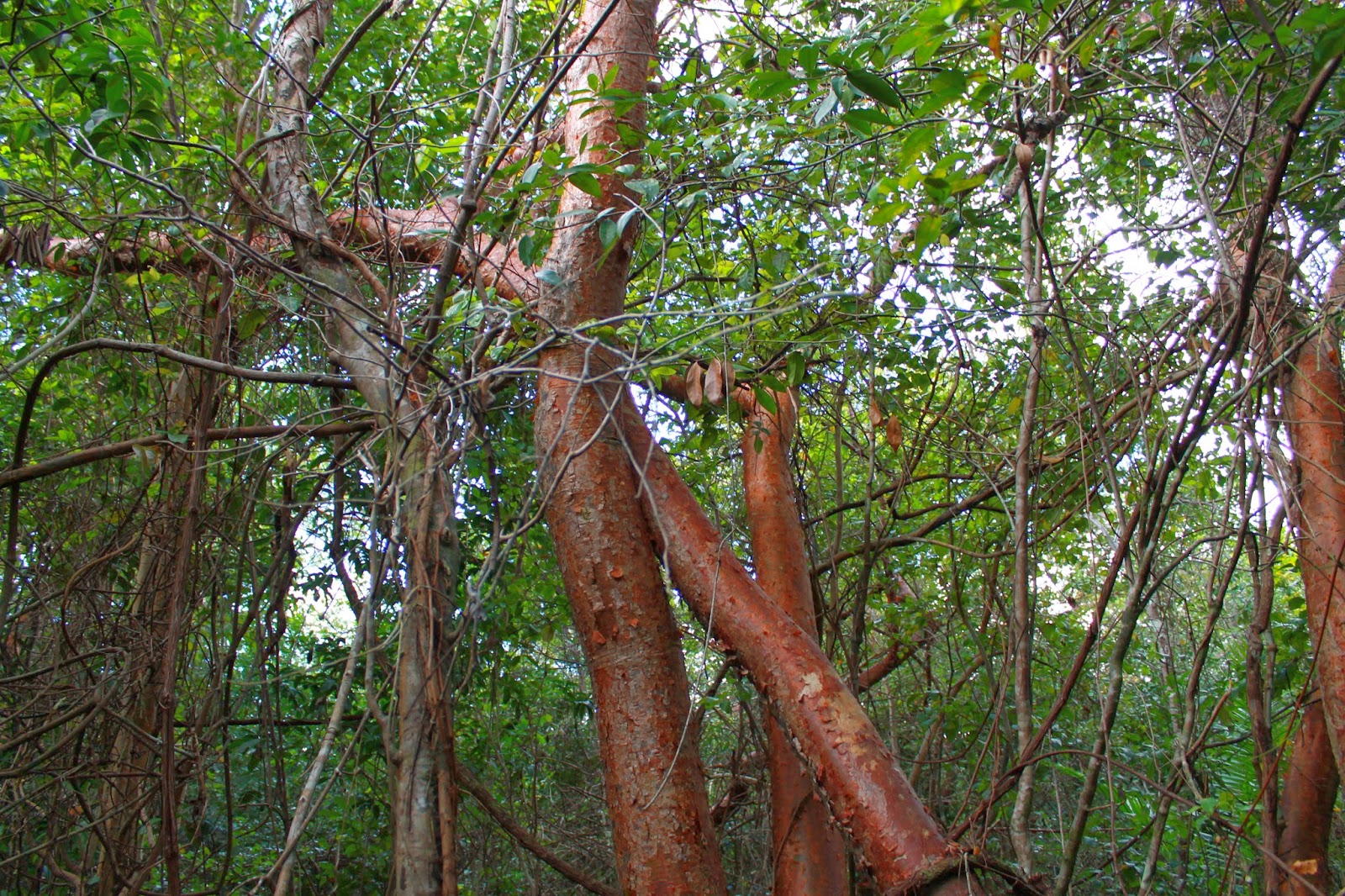 Explorando Miami: El Sendero del Almácigo (Gumbo Limbo Trail)