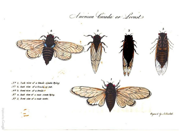 Early Marietta: Magic Cicadas