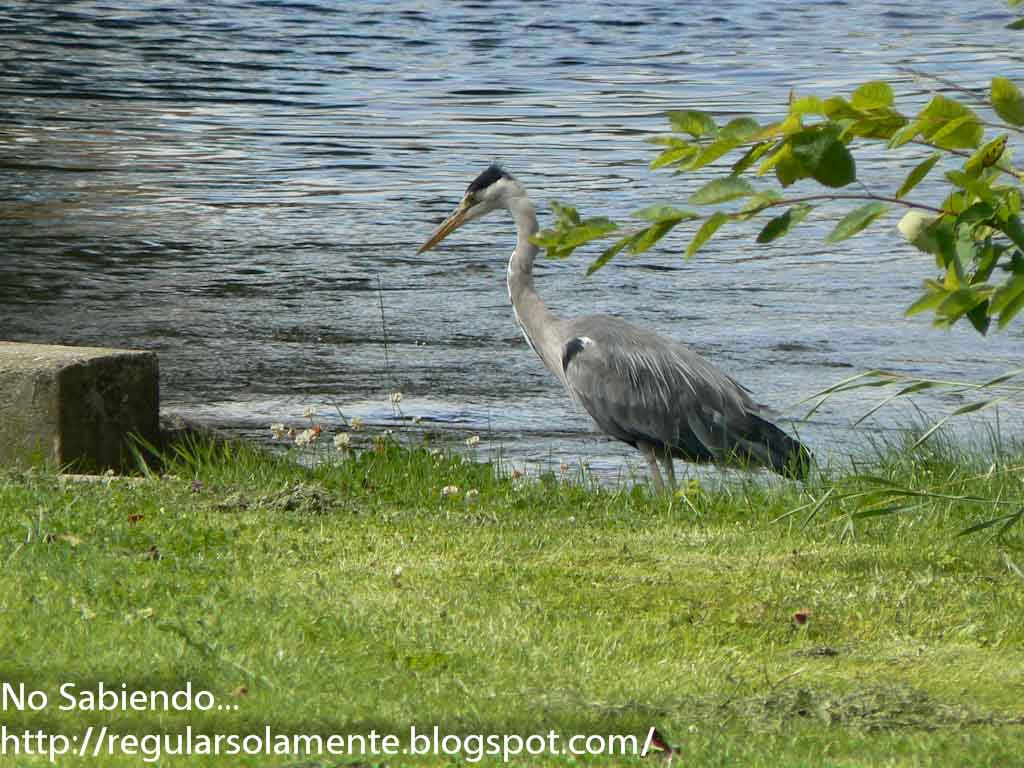 GARZA REAL (Ardea cinerea)