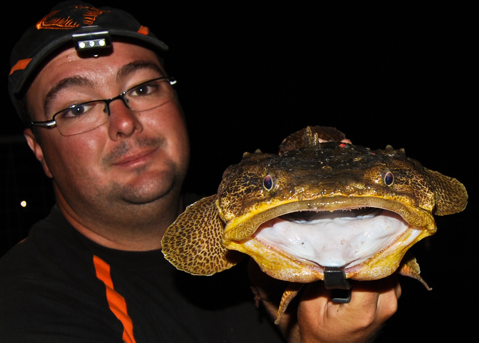Raul Gil naturaleza y pesca: EL PEZ SAPO (Halobatrachus didactylus)
