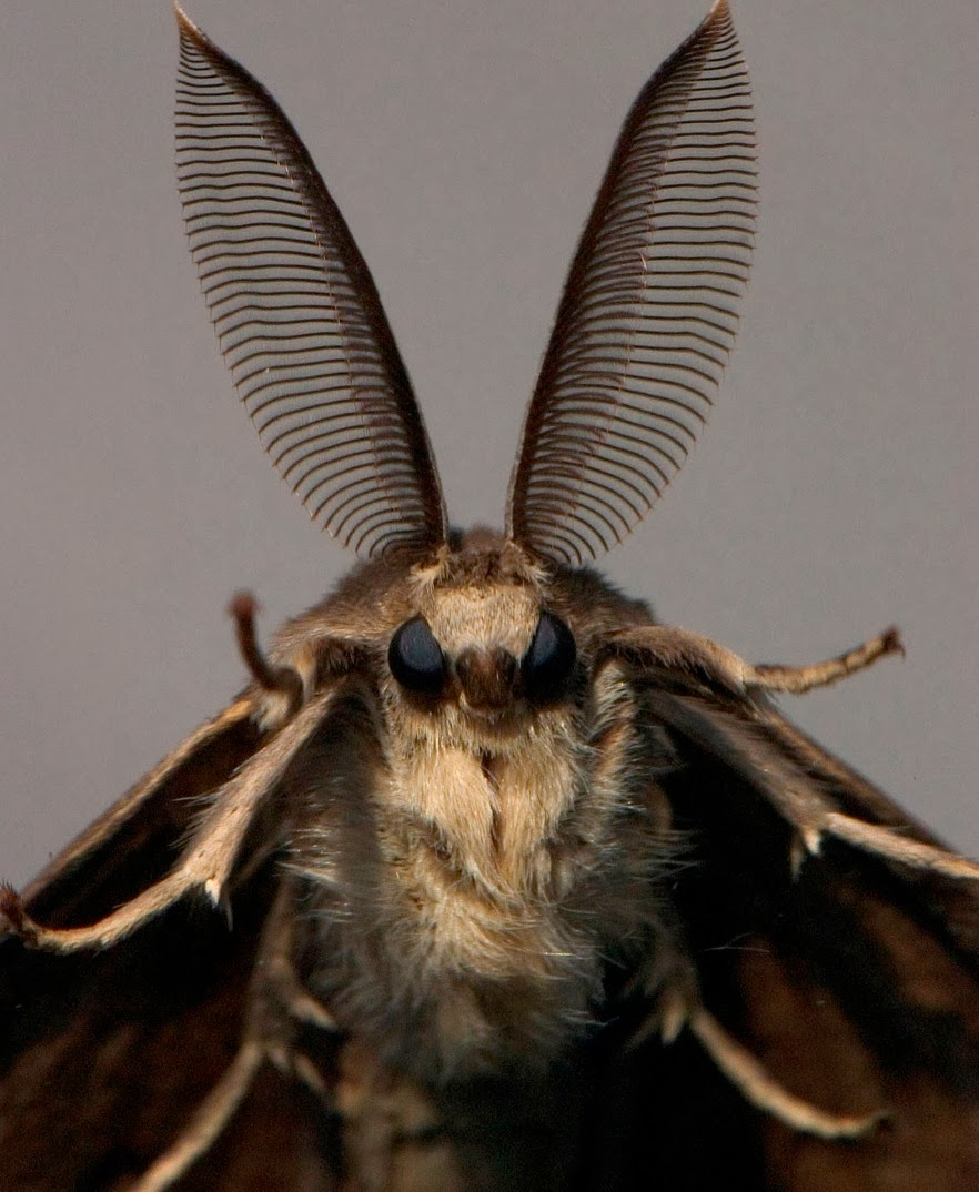 ஜ۩۞۩ஜ Azulestrellla ஜ۩۞۩ஜ: Polillas insólitas