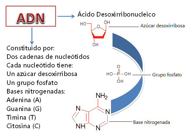 La Célula: ADN (Material hereditario)