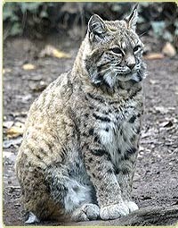 Around The Globe: Bobcat