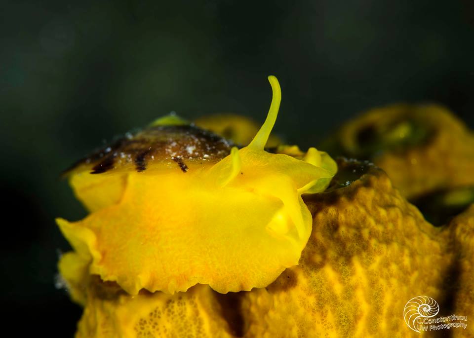 Biodiversity of Cyprus by NGO Protection of the Natural Heritage and ...