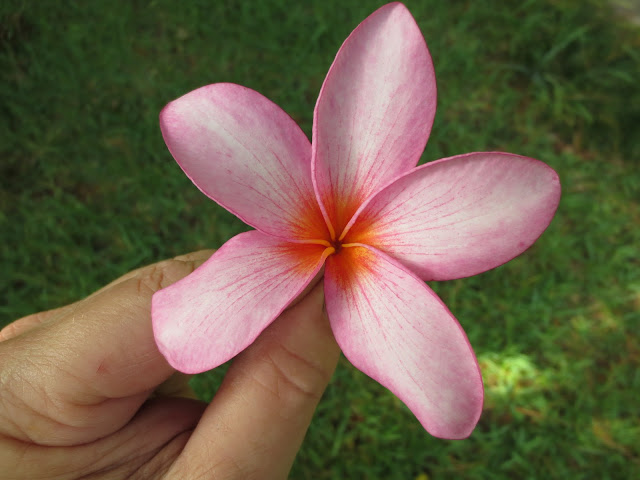 Tropical Texana: A GREAT YEAR FOR PLUMERIA