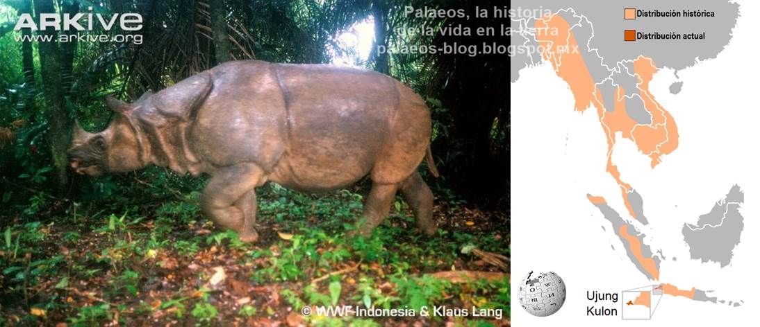 Palaeos, la historia de la Vida en la Tierra: ¿Sabías que? Rinocerontes 1