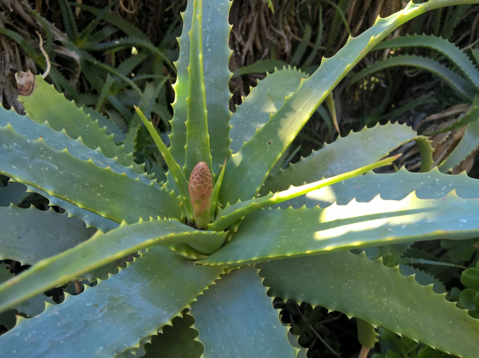 Coltivazione dell'Aloe arborescens - Dove può Crescere in Italia ? | Il ...