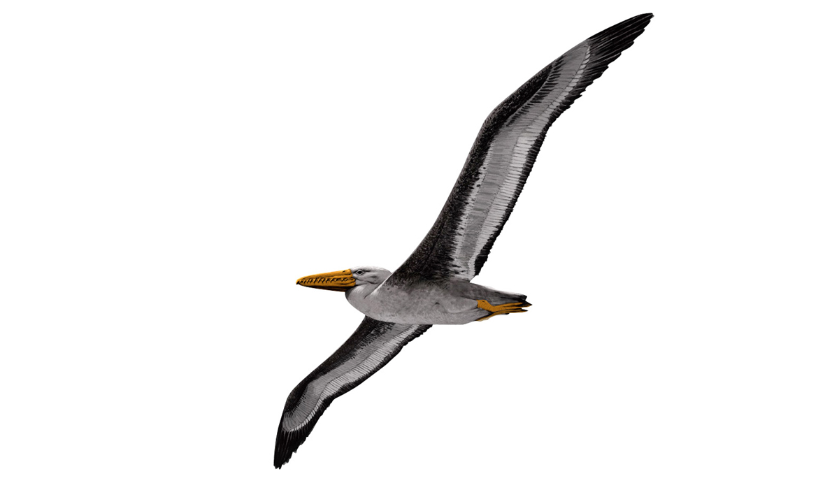 Birding Bros. Blog: 10 Prehistoric Birds You Didn’t Know Existed (But ...