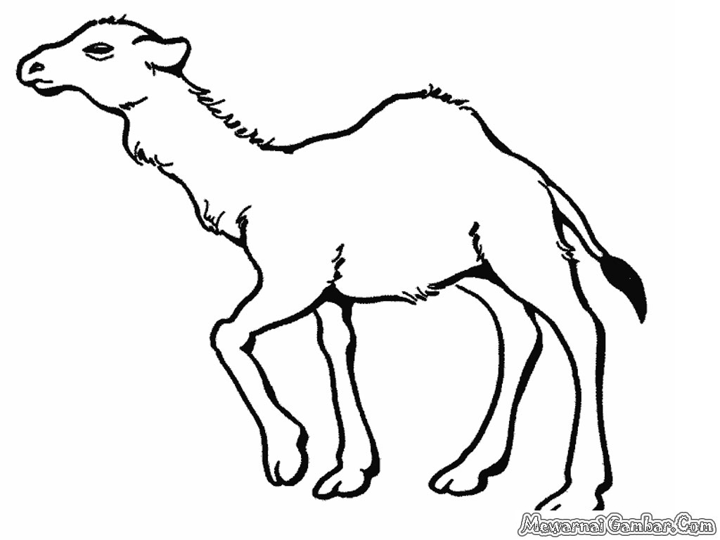 Gambar Unta Untuk Diwarnai | Mewarnai Gambar