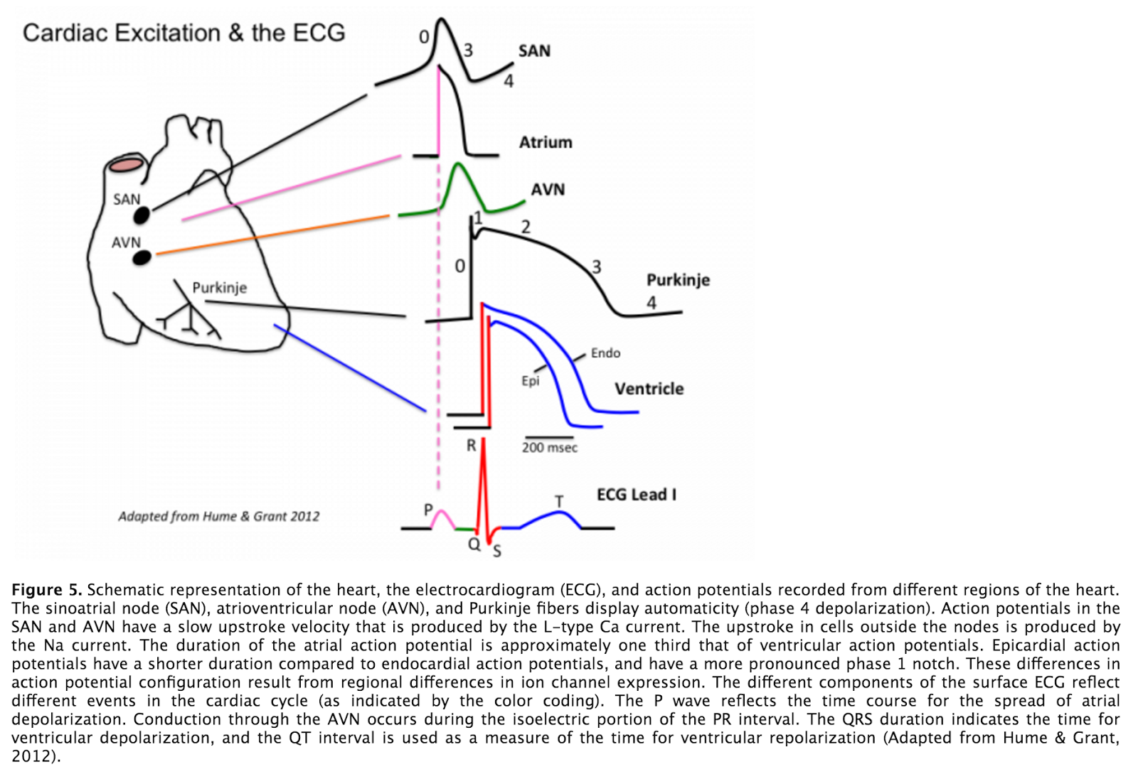 Tutor's Notes: general, cardiovascular, respiratory and renal ...
