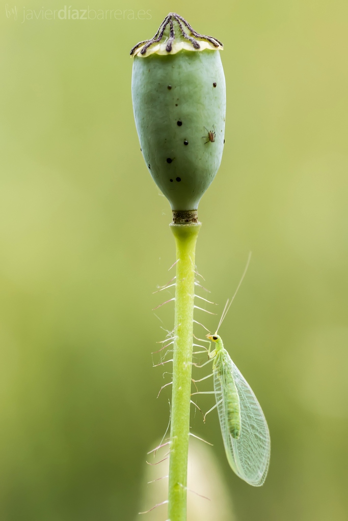 Bichos y plantas de León: Crisopa