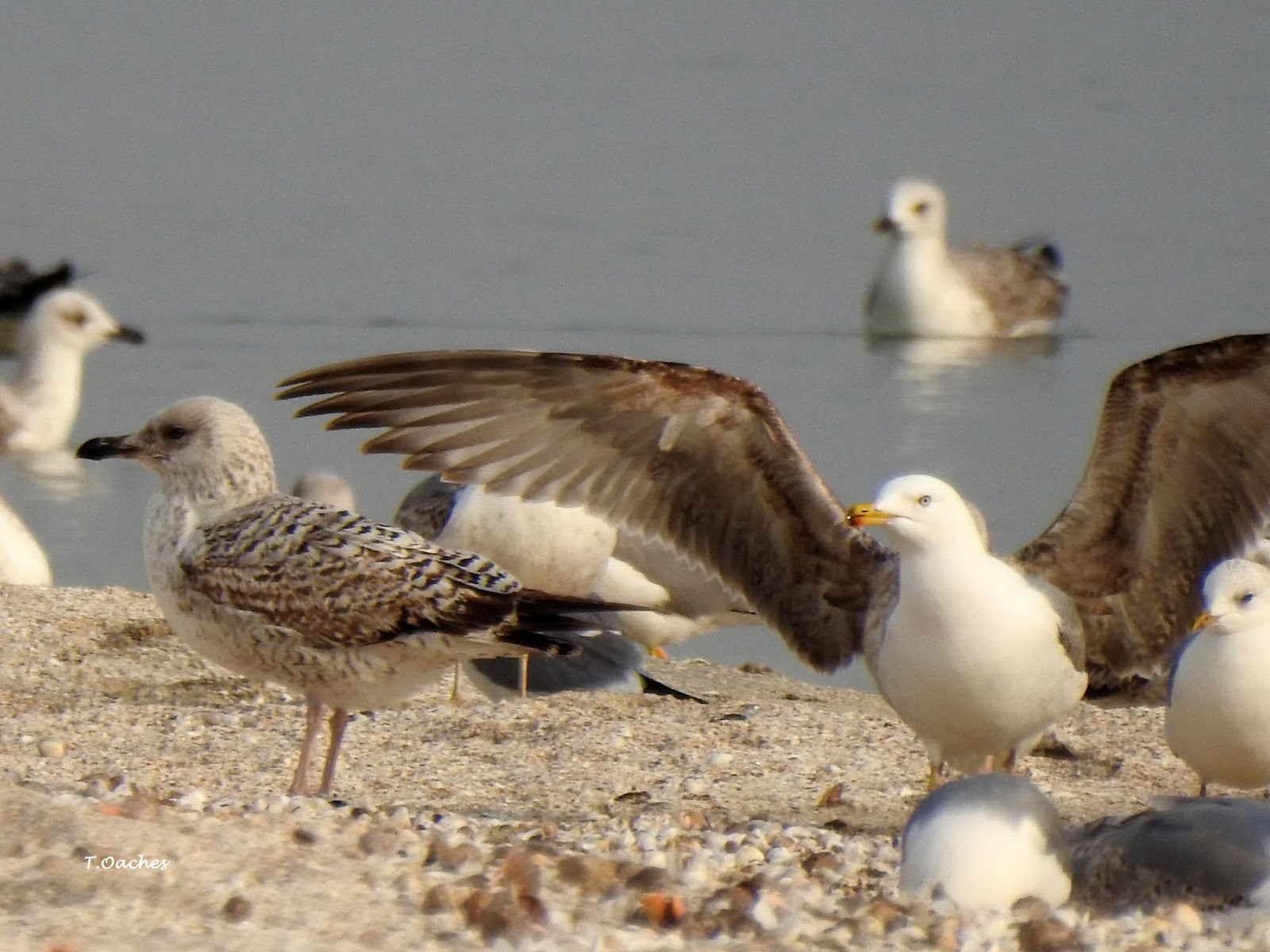 PASARI DIN ROMANIA: PESCARUS CU PICIOARE GALBENE, Larus michahellis