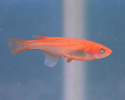 Goldfish Garage: A Two Car Fishroom: Medaka: Japanese Rice fish ...