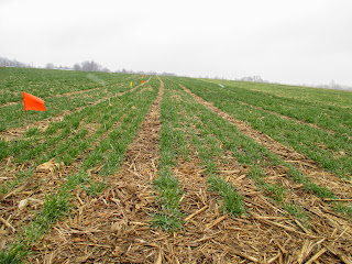 Wheat Injury Unlikely Despite Unusually Cold Temperatures | Farms.com