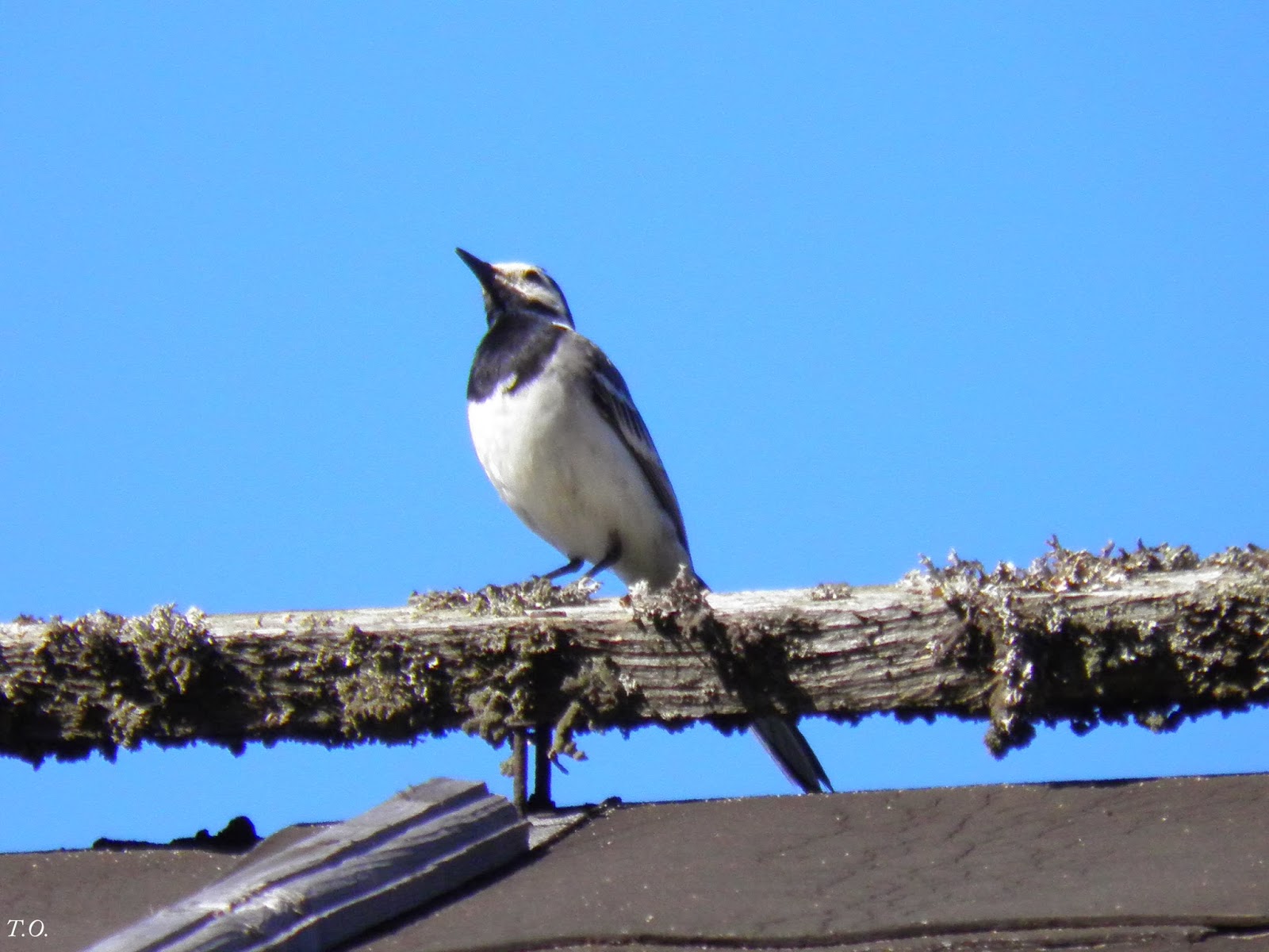PASARI DIN ROMANIA: CODOBATURA ALBA, Motacilla alba