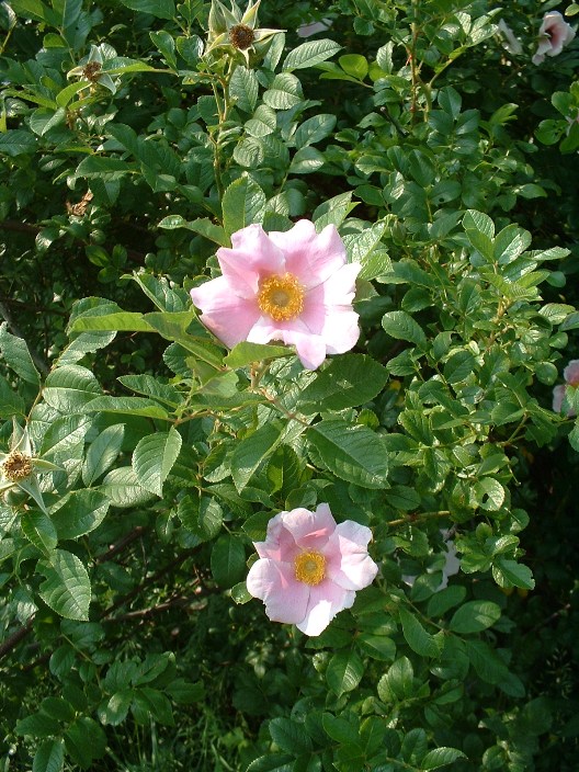 Mid-Atlantic Plant Research Center: Rosa bracteata X (rugosa x ...