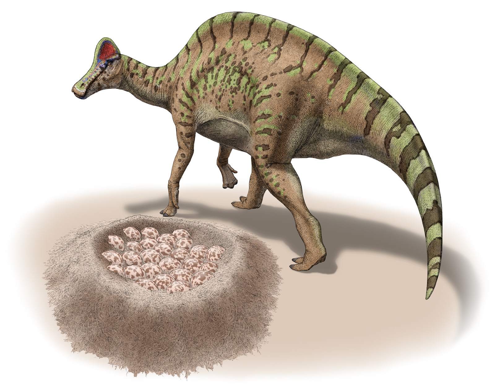 Species New to Science: [Paleontology • 2015] Eggshell Porosity ...