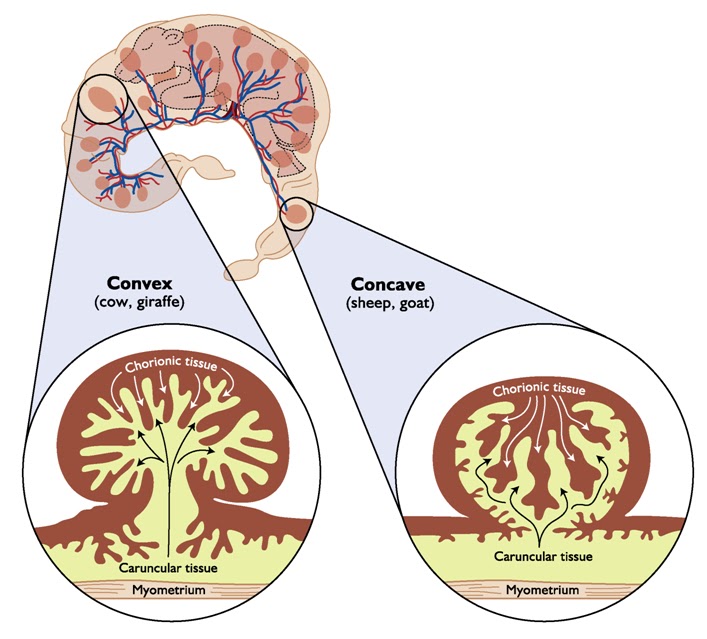 Merrily's Animal Science Journal: Embryogenesis, Recognition ...