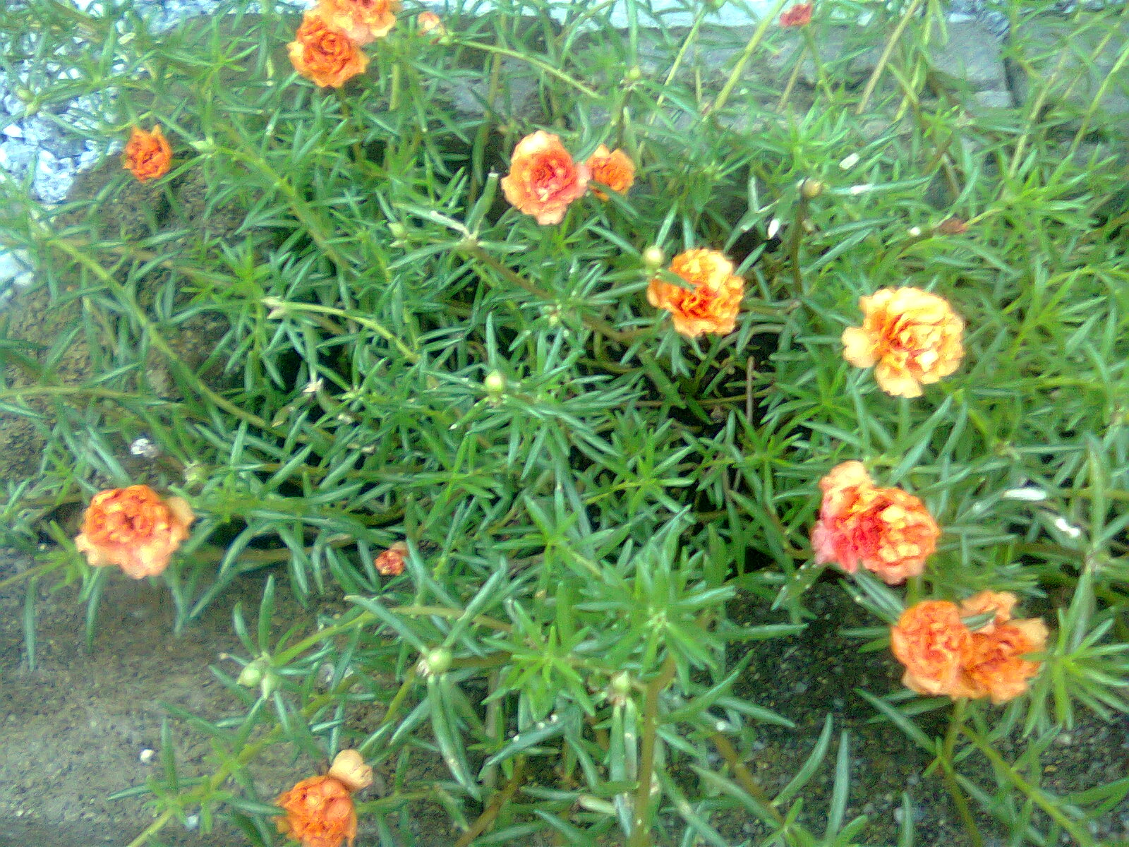 "TUKUL KUKU KAMBING": TANAMAN HIASAN