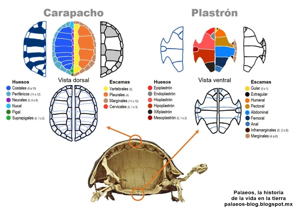Palaeos, la historia de la Vida en la Tierra: Notas cortas: El origen ...