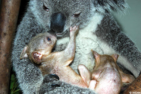 Amazing Koala: Endangered Species, Koalas Facts, Photos, Information ...