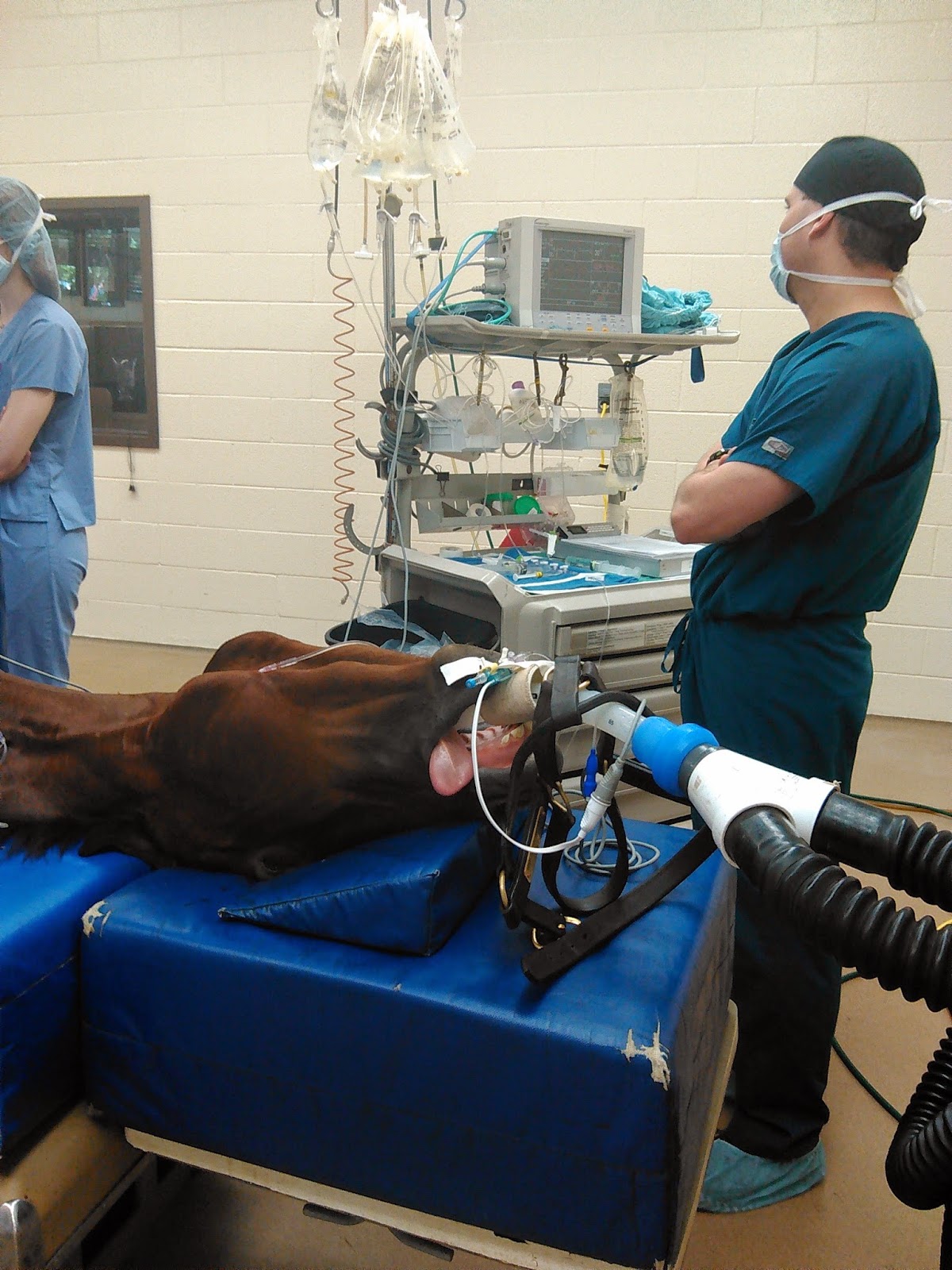 MSU Equine Summer Fellowship Blog: Follow the Fellows...: Week 1 in ...