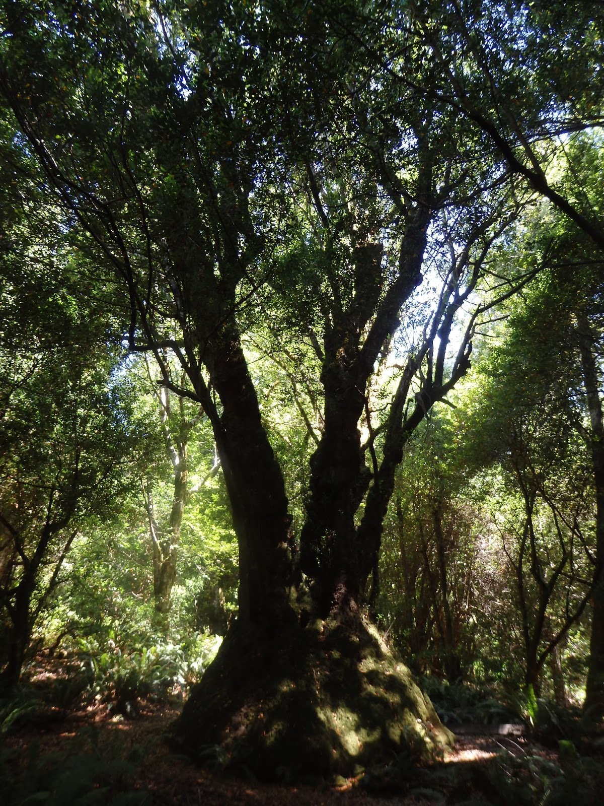 2 On the Road: Myrtle Tree Trail