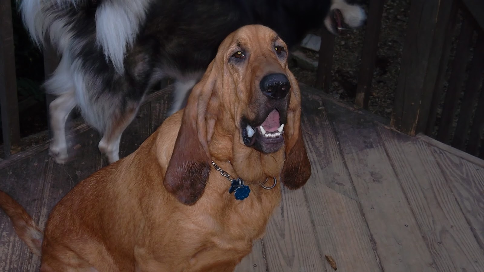 Talking Dogs at For Love of a Dog: Adopt Wanda a Bloodhound Dog