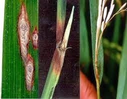 Pengendalian Penyakit Hawar Daun Pada Padi - Panduan Teknis Budidaya