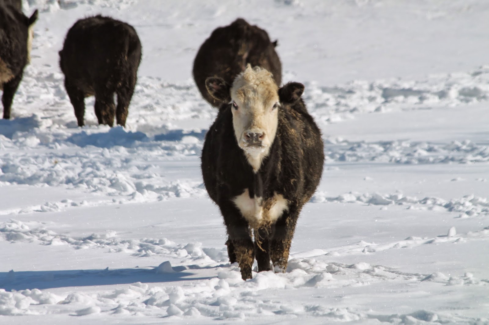 The Flying Mullet: Cows in the Snow