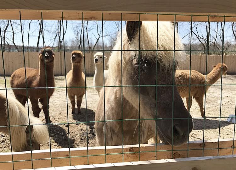 DAILY VACATIONER: Paws Discovery Farm