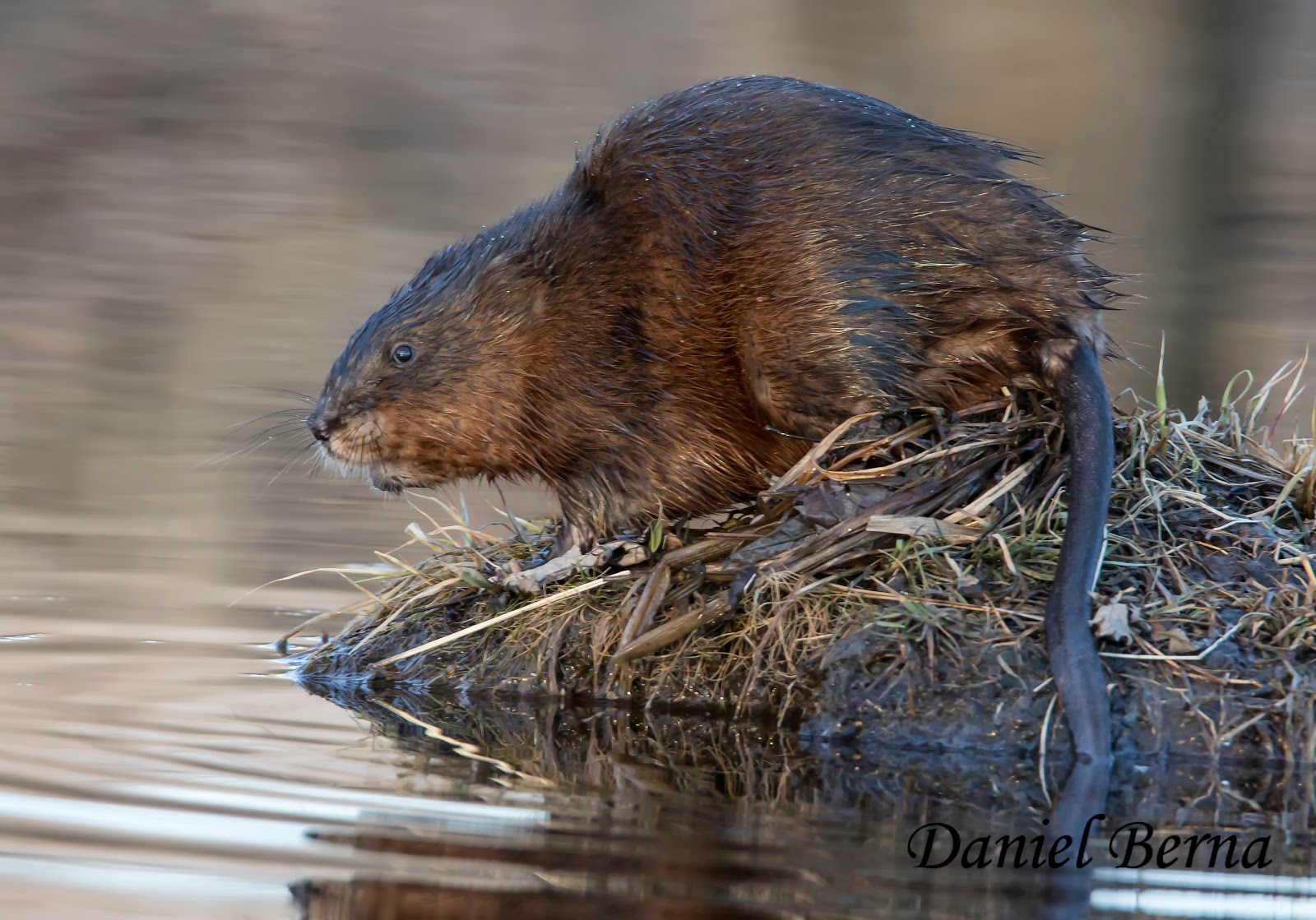Daniel Berna Photography: Muskrat - Connecticut River, Haverhill NH