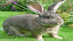 Konijnenhouden.nl - Konijnenrassen | Opvoeding | Verzorging: Konijnenrassen