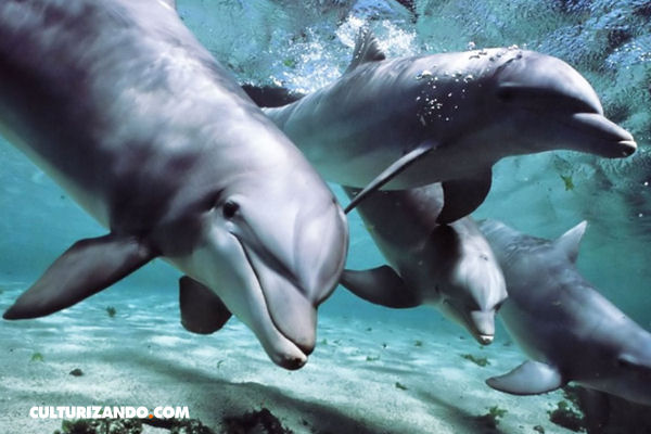 HoyVerde.com: 15 Curiosidades sobre los delfines