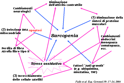 Il Team della Salute: Sarcopenia!Perdita di massa muscolare! Cos'è e ...
