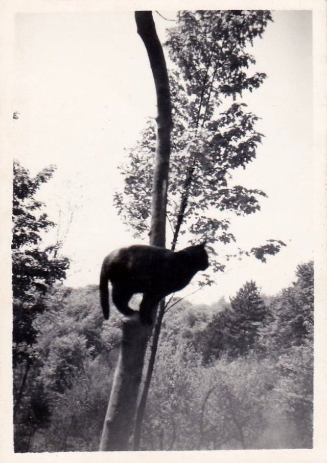 These Vintage Snaps Show Lovely Feelings of Cats When They Were ...