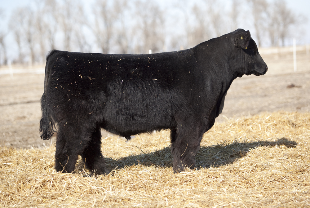 RCC Blog: LOOK AT THE FIRST CLASS BULL SALE PAGE