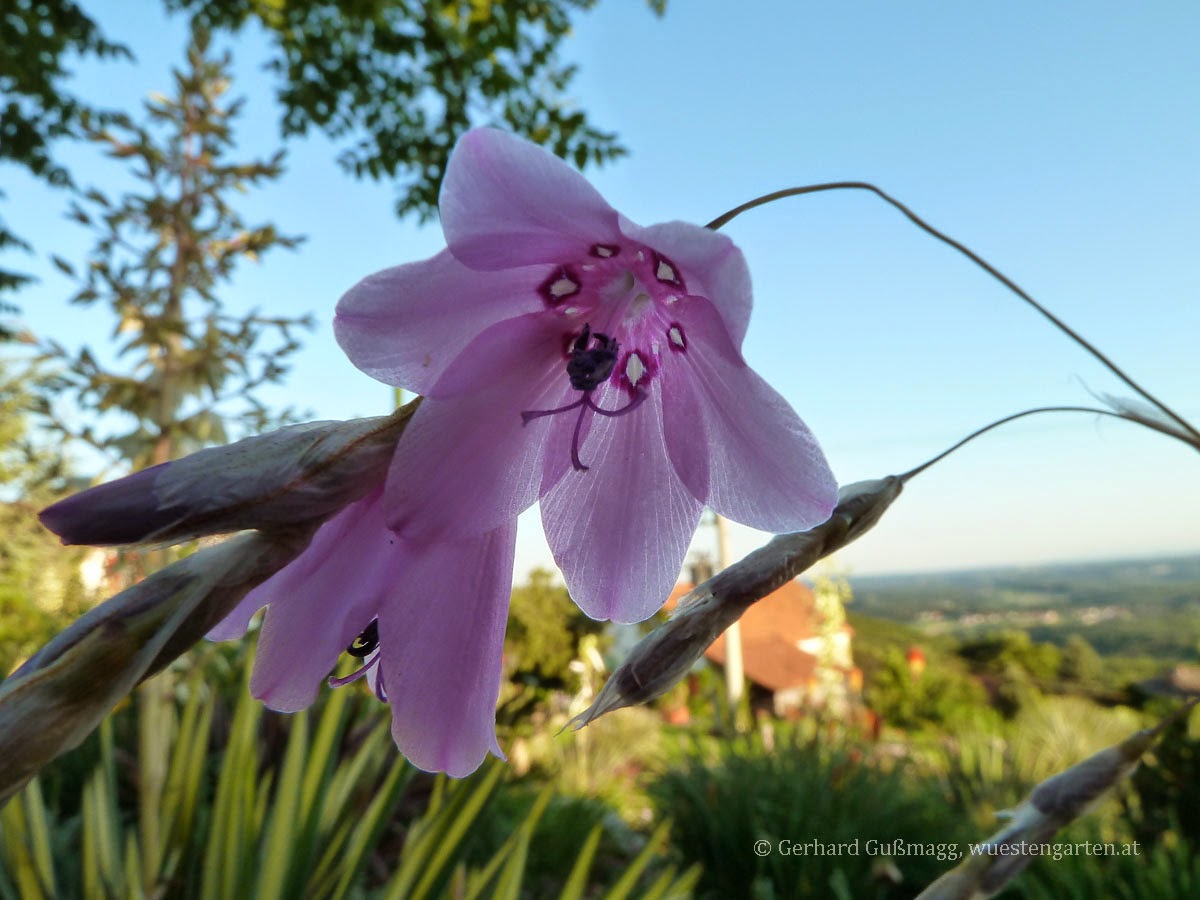Der Wüstengarten: Angel's Fishing Rod - Dierama
