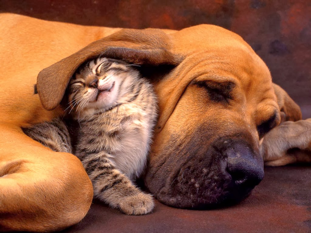 Tips for Bringing Dogs and Cats Togethe | Youkaab